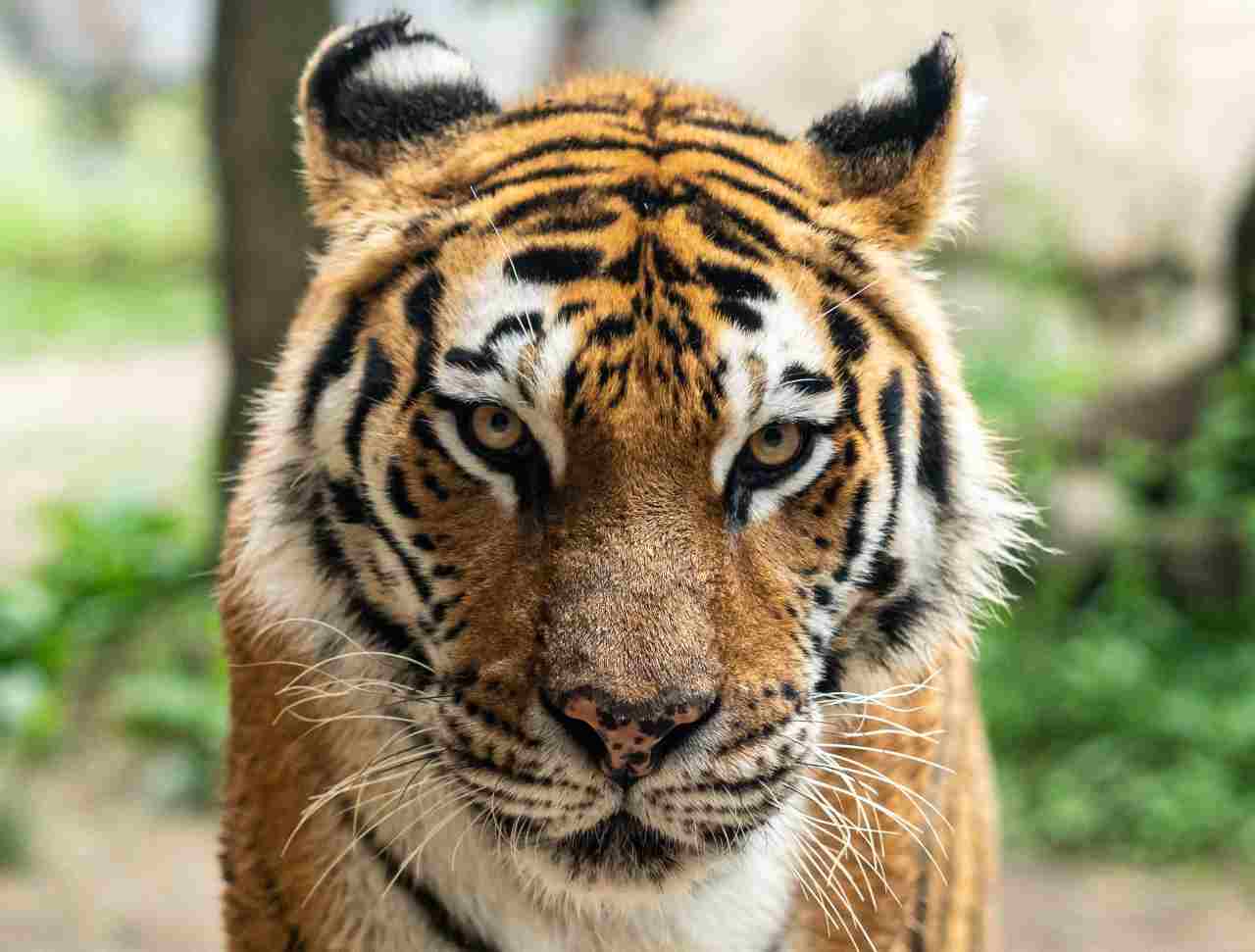 29 Luglio: Giornata Internazionale delle Tigri indetta dal WWF