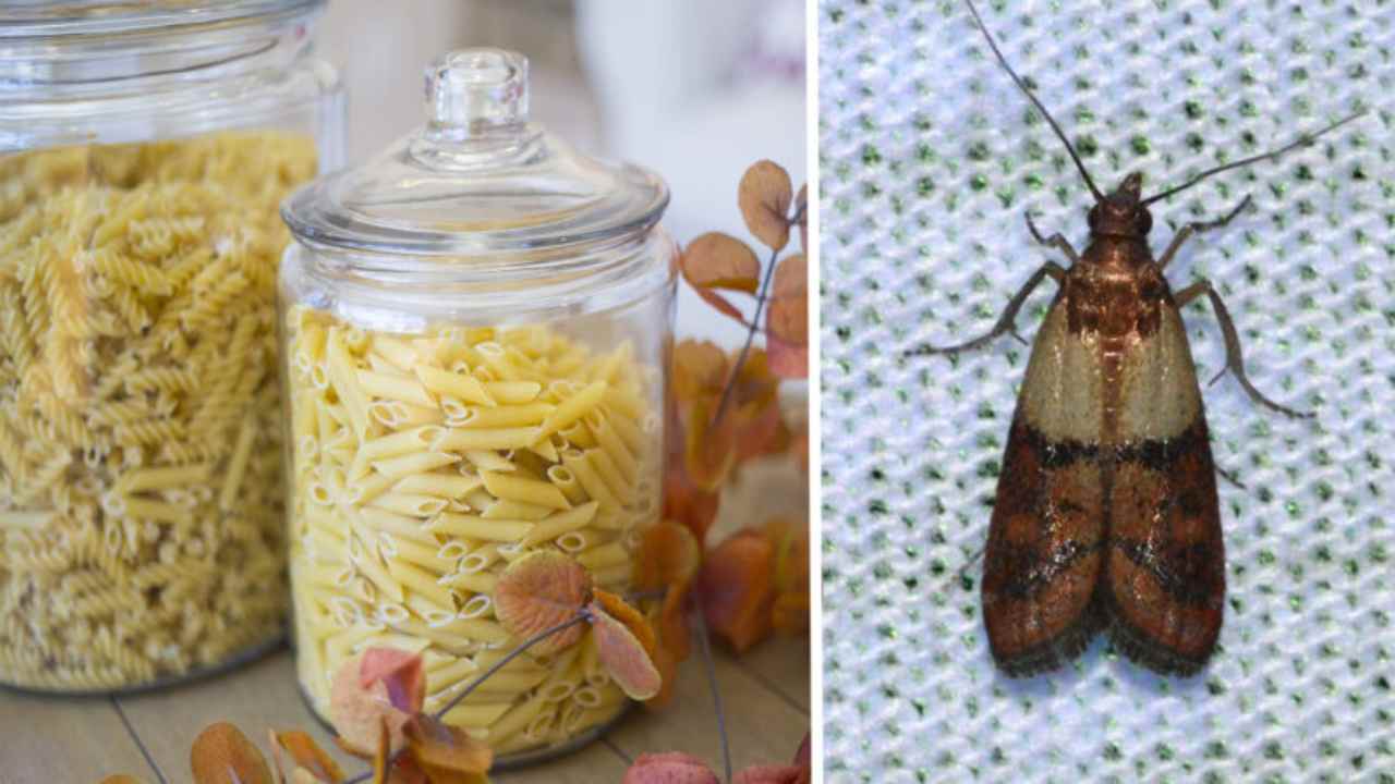 Farfalline in dispensa: tutte le soluzioni per eliminarle per sempre