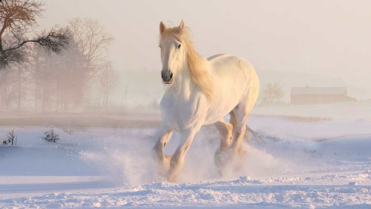 Il cavallo. Scopri 5 curiosità incredibili su questo magnifico animale