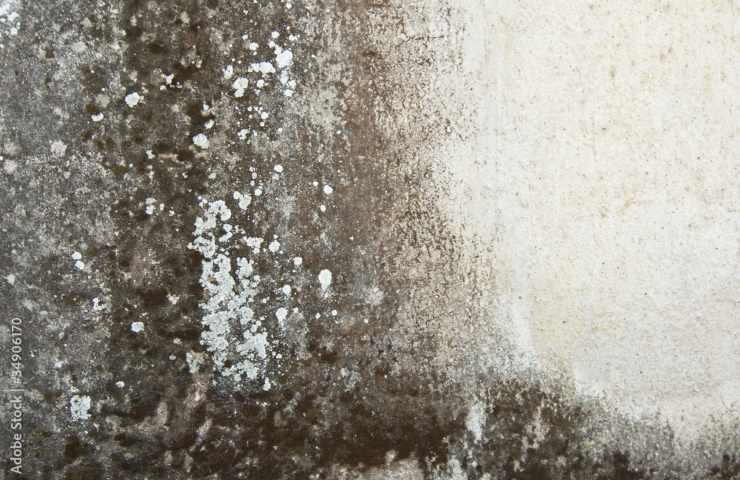 Come eliminare la muffa? Consigli utili per ritornare a vivere meglio